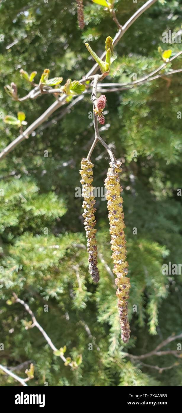 green alder (Alnus alnobetula) Plantae Stock Photo - Alamy