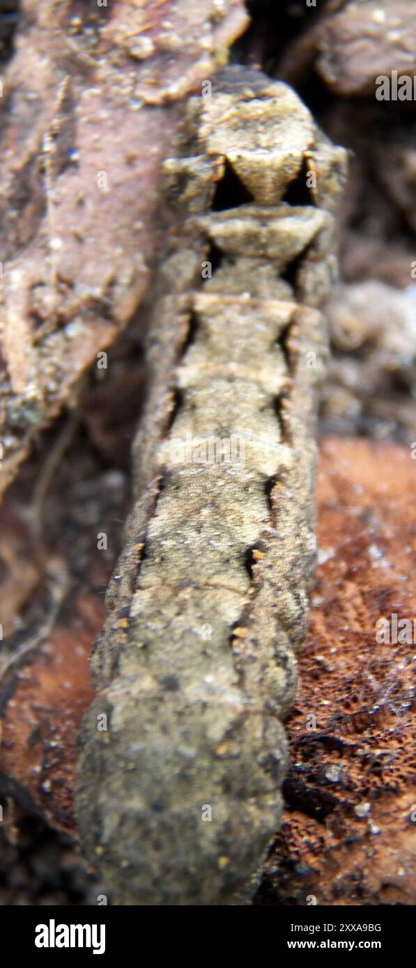 Cutworms and Dart Moths (Noctuinae) Insecta Stock Photo - Alamy