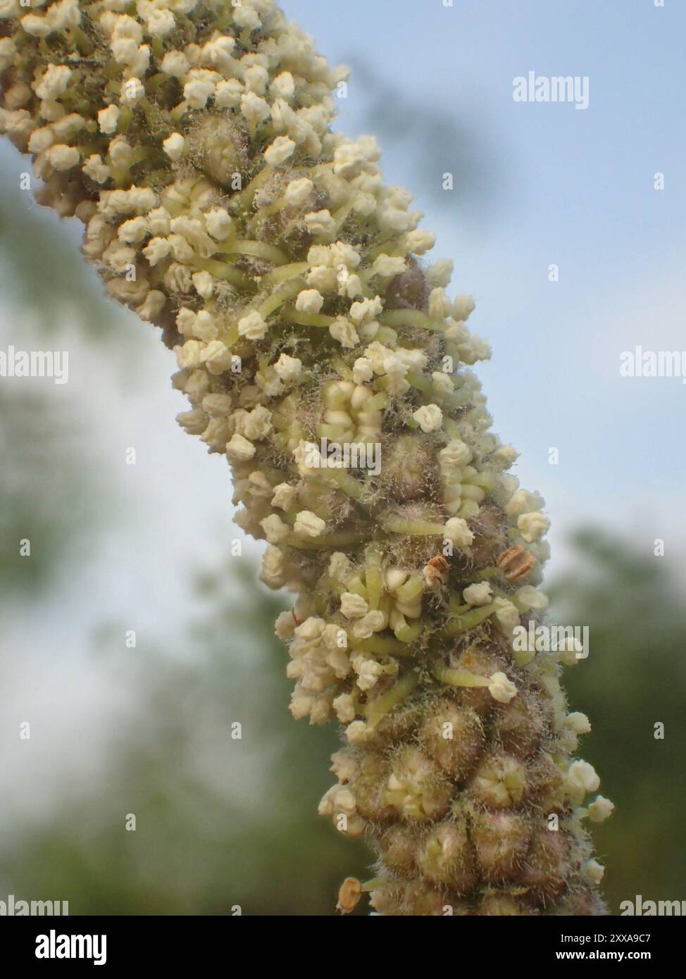 Paper mulberry (Broussonetia papyrifera) Plantae Stock Photo - Alamy