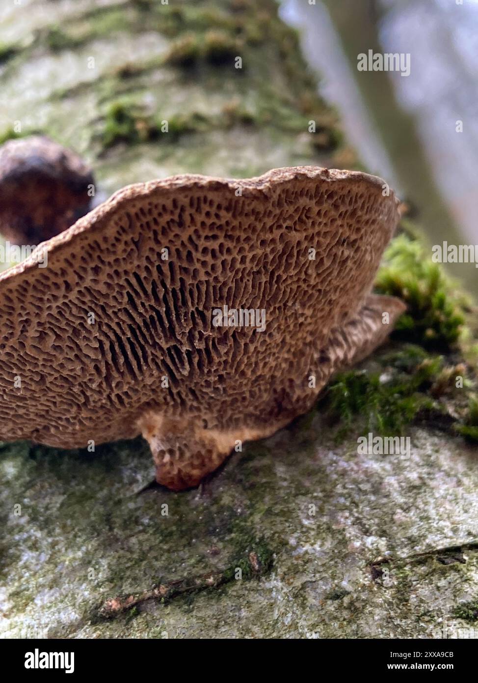 Thin-walled Maze Polypore (Daedaleopsis confragosa) Fungi Stock Photo ...