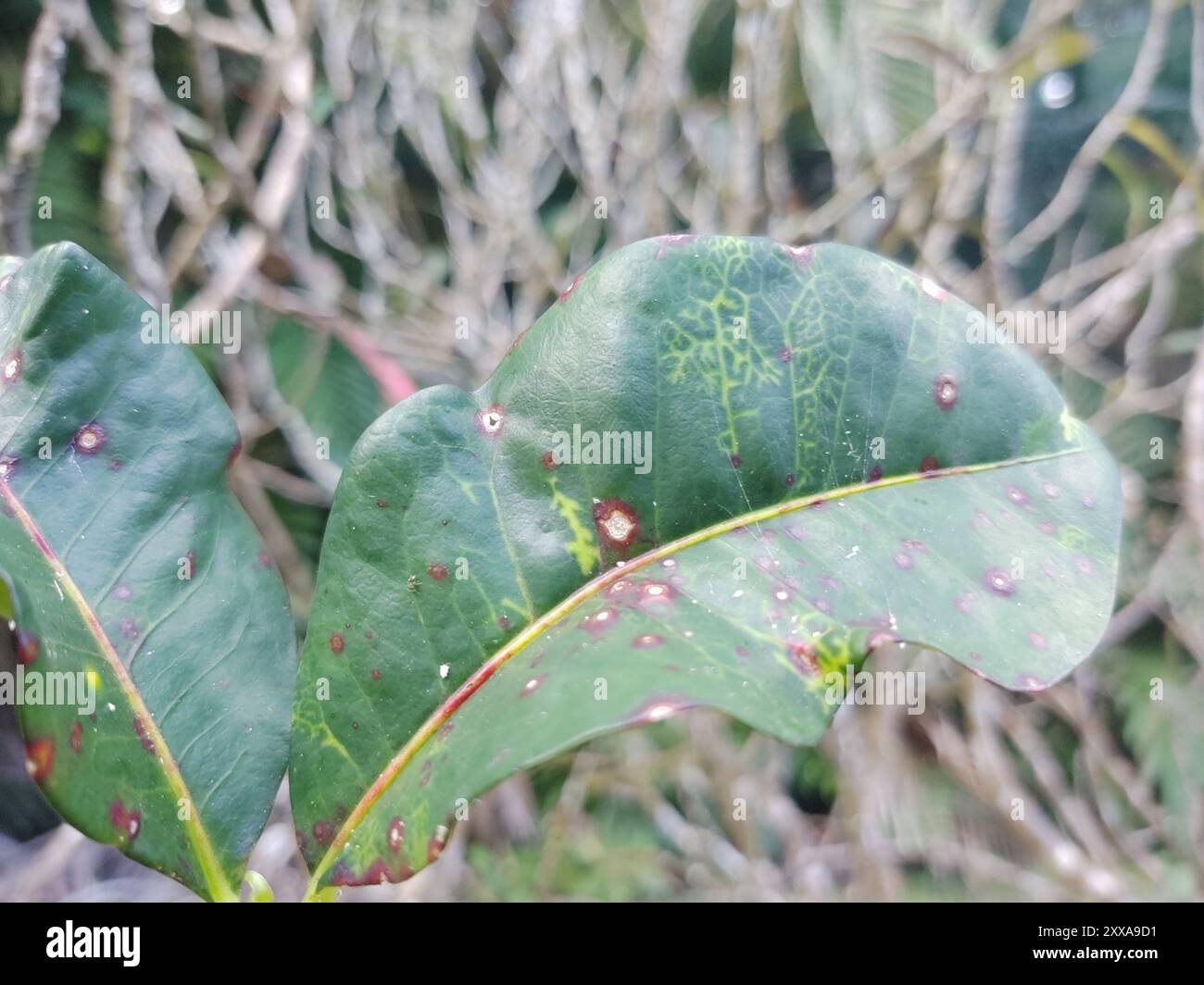 Passalora hi-res stock photography and images - Alamy
