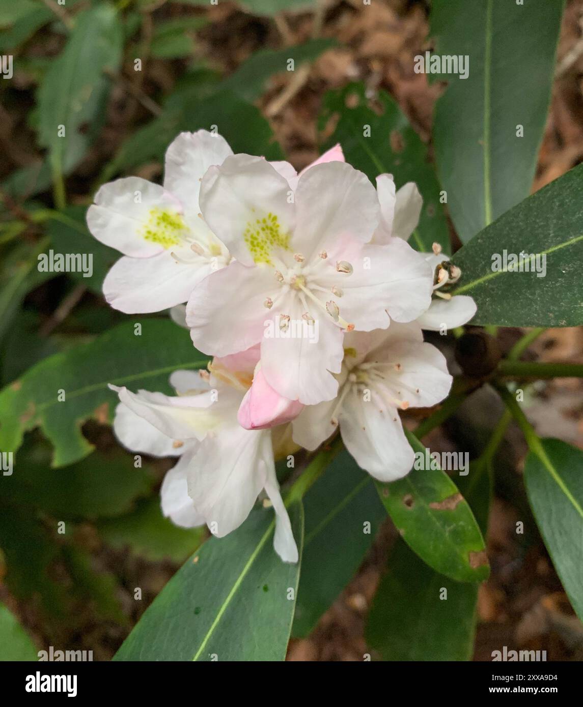 great rhododendron (Rhododendron maximum) Plantae Stock Photo - Alamy