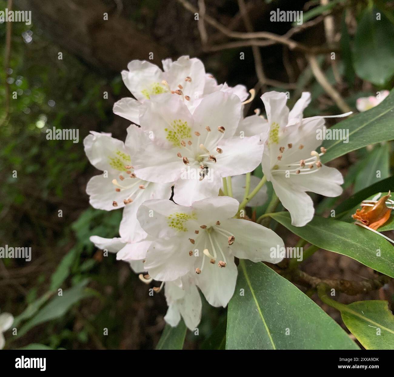 great rhododendron (Rhododendron maximum) Plantae Stock Photo - Alamy