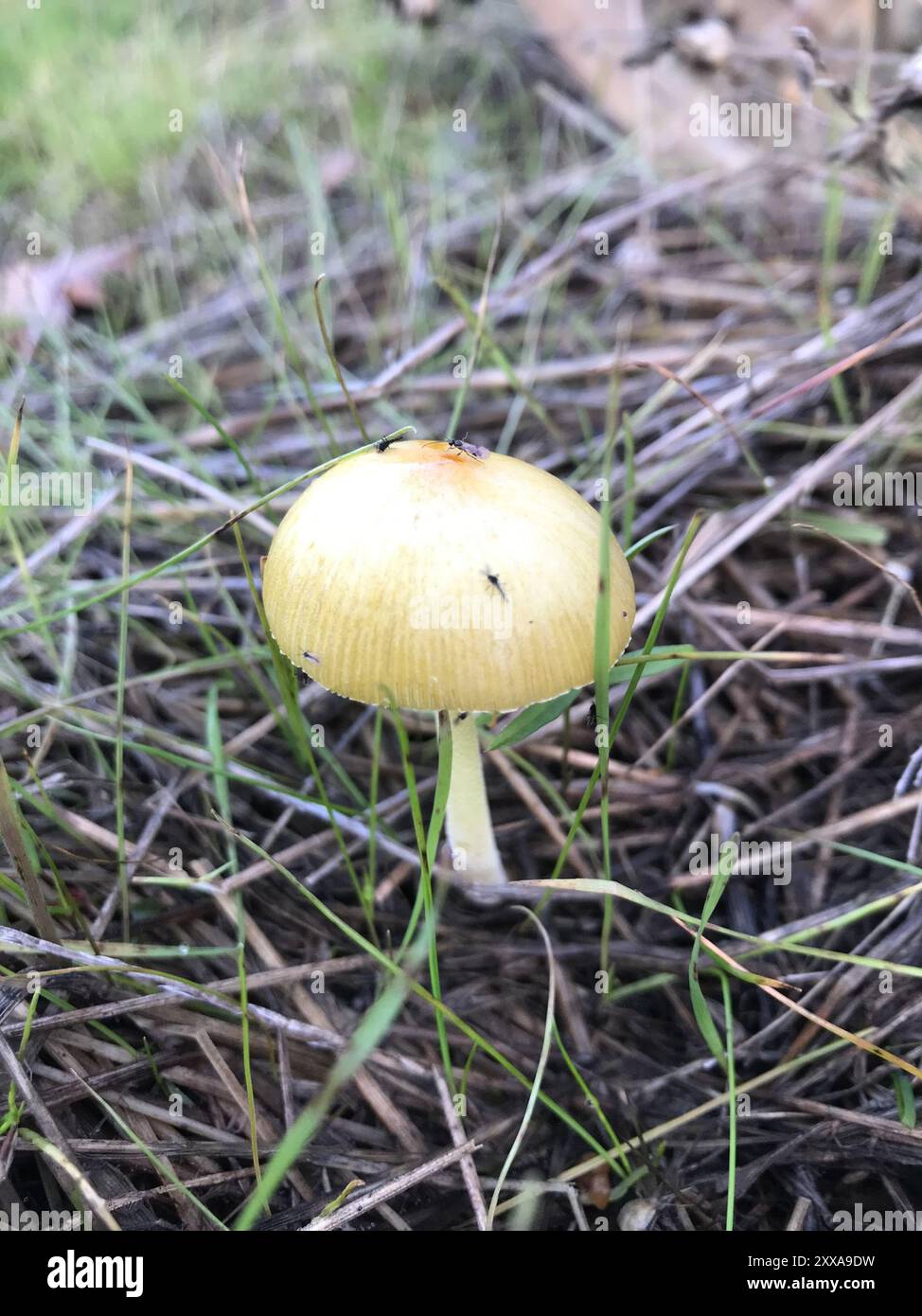 yellow fieldcap (Bolbitius titubans) Fungi Stock Photo - Alamy