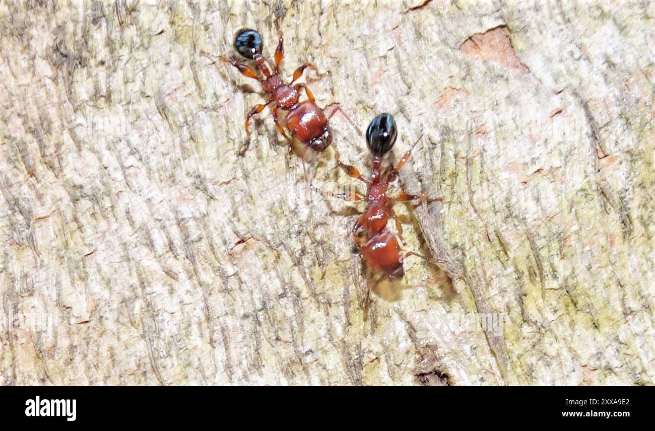 Muscleman Tree ant (Podomyrma gratiosa) Insecta Stock Photo - Alamy