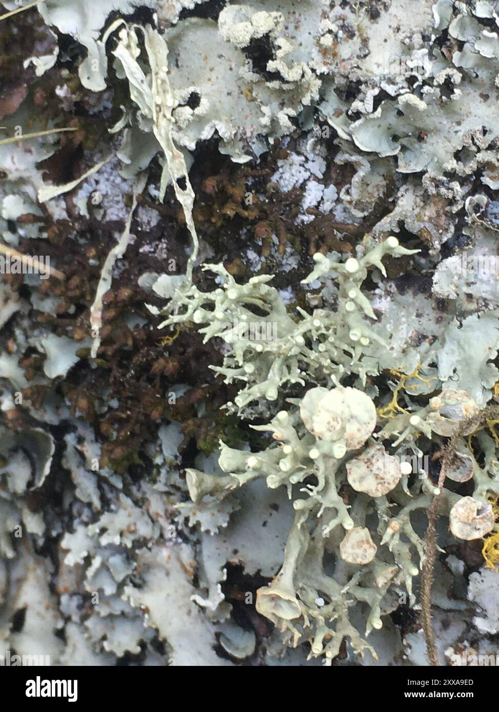 bushy lichens, sea-fog lichens, and allies (Ramalinaceae) Fungi Stock ...