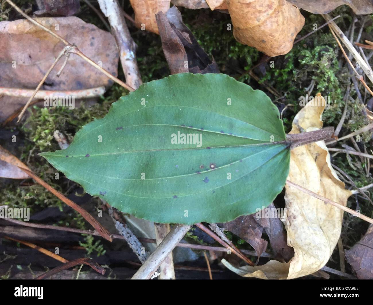 crane-fly orchid (Tipularia discolor) Plantae Stock Photo - Alamy