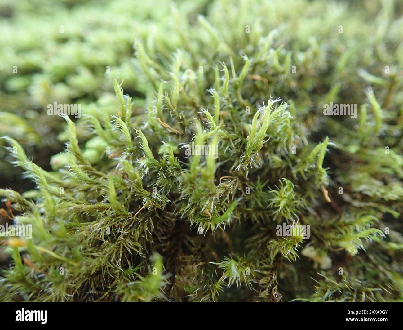 Yellow-green Rock Moss (Racomitrium heterostichum) Plantae Stock Photo ...