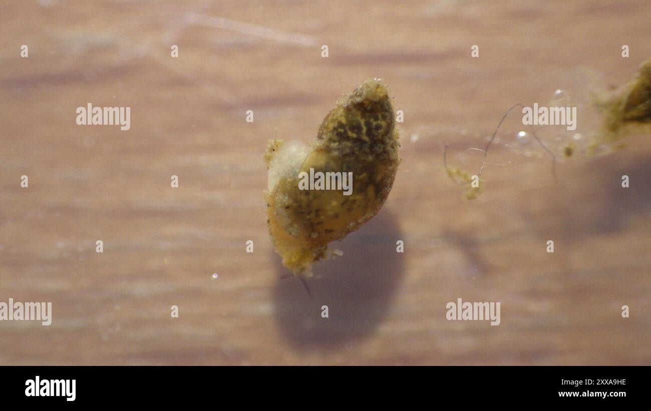 Pond Snails, Bladder Snails, and Allies (Lymnaeoidea) Mollusca Stock ...