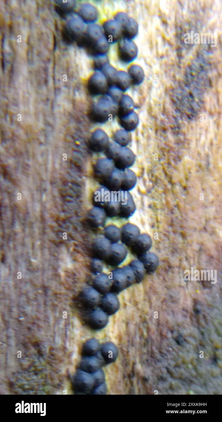 (Rosellinia subiculata) Fungi Stock Photo - Alamy