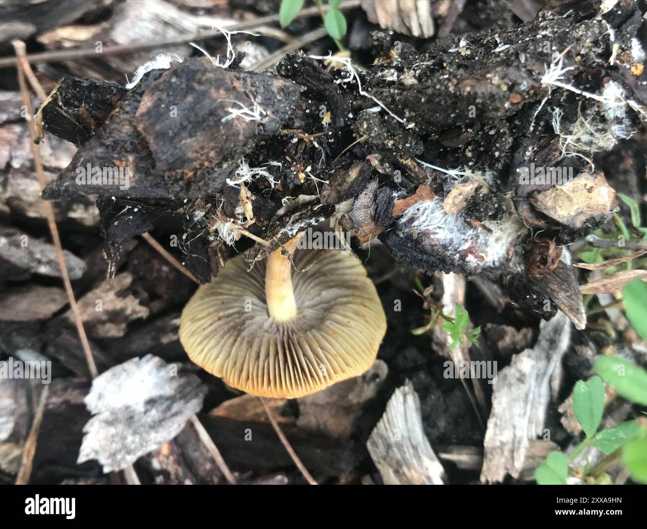 Mulch Fieldcap (Agrocybe putaminum) Fungi Stock Photo - Alamy