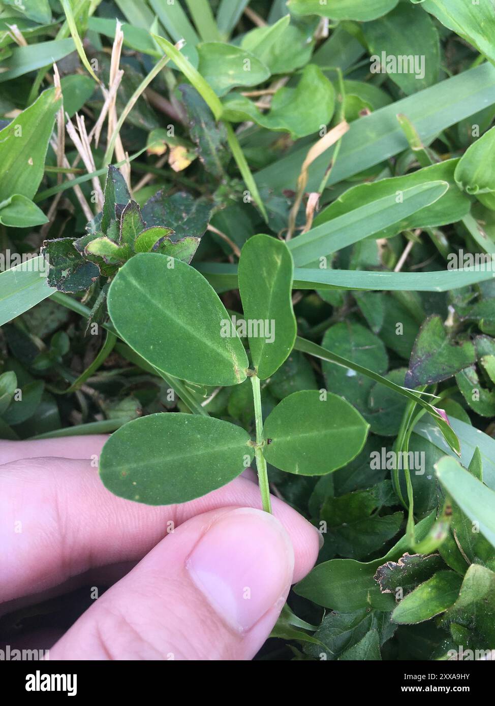 perennial peanut (Arachis glabrata) Plantae Stock Photo - Alamy