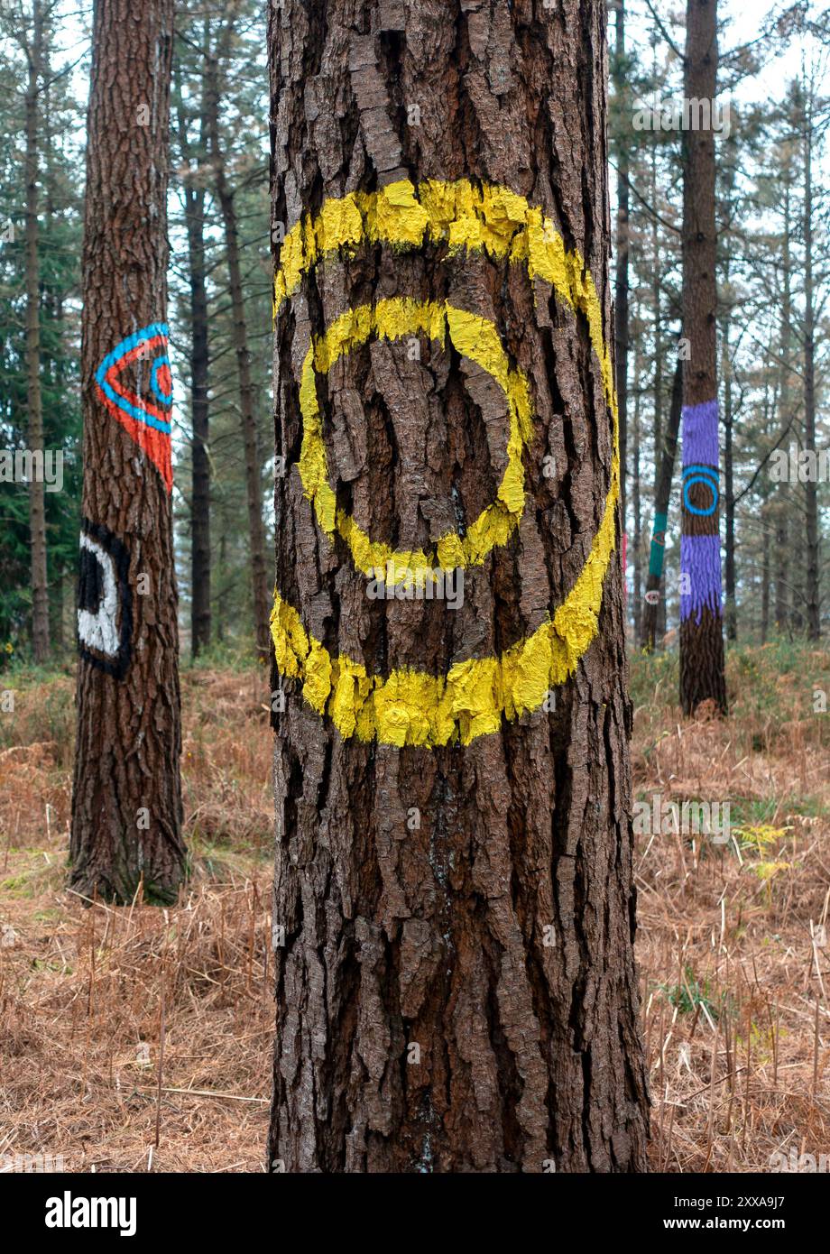 Painted trees and 'land art' at the Bosque de Oma (Oma forest) near ...