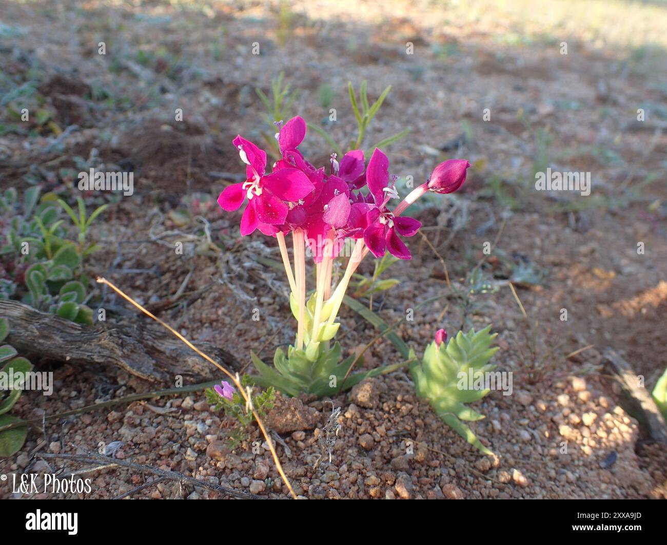 Granite Kabong (Lapeirousia silenoides) Plantae Stock Photo - Alamy