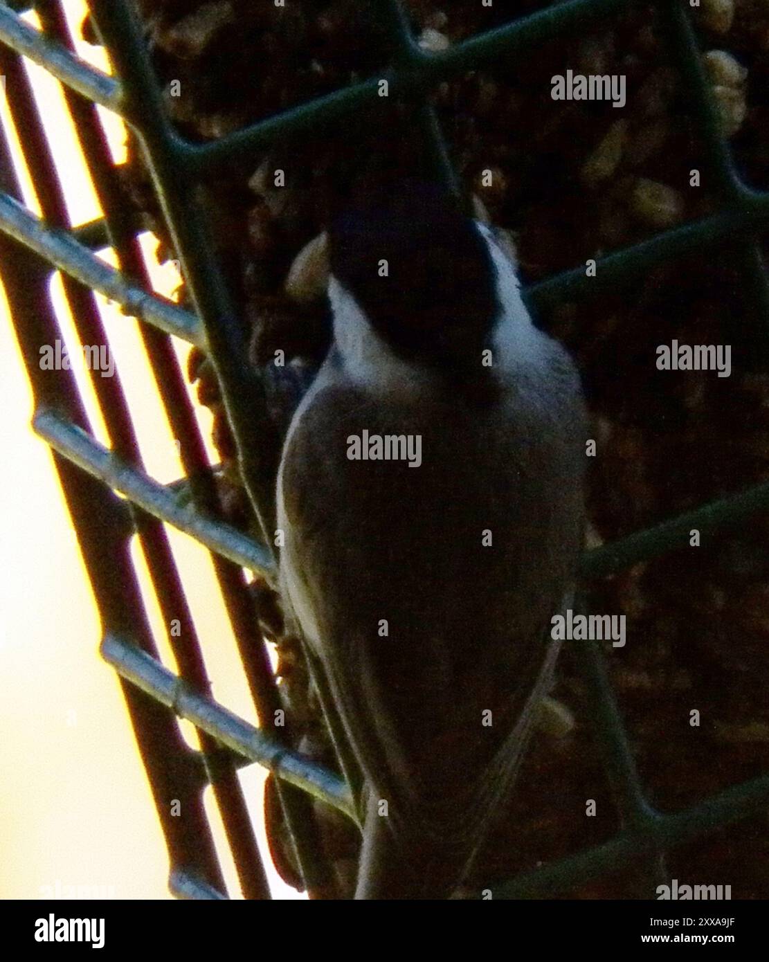 Carolina Chickadee (Poecile carolinensis) Aves Stock Photo - Alamy