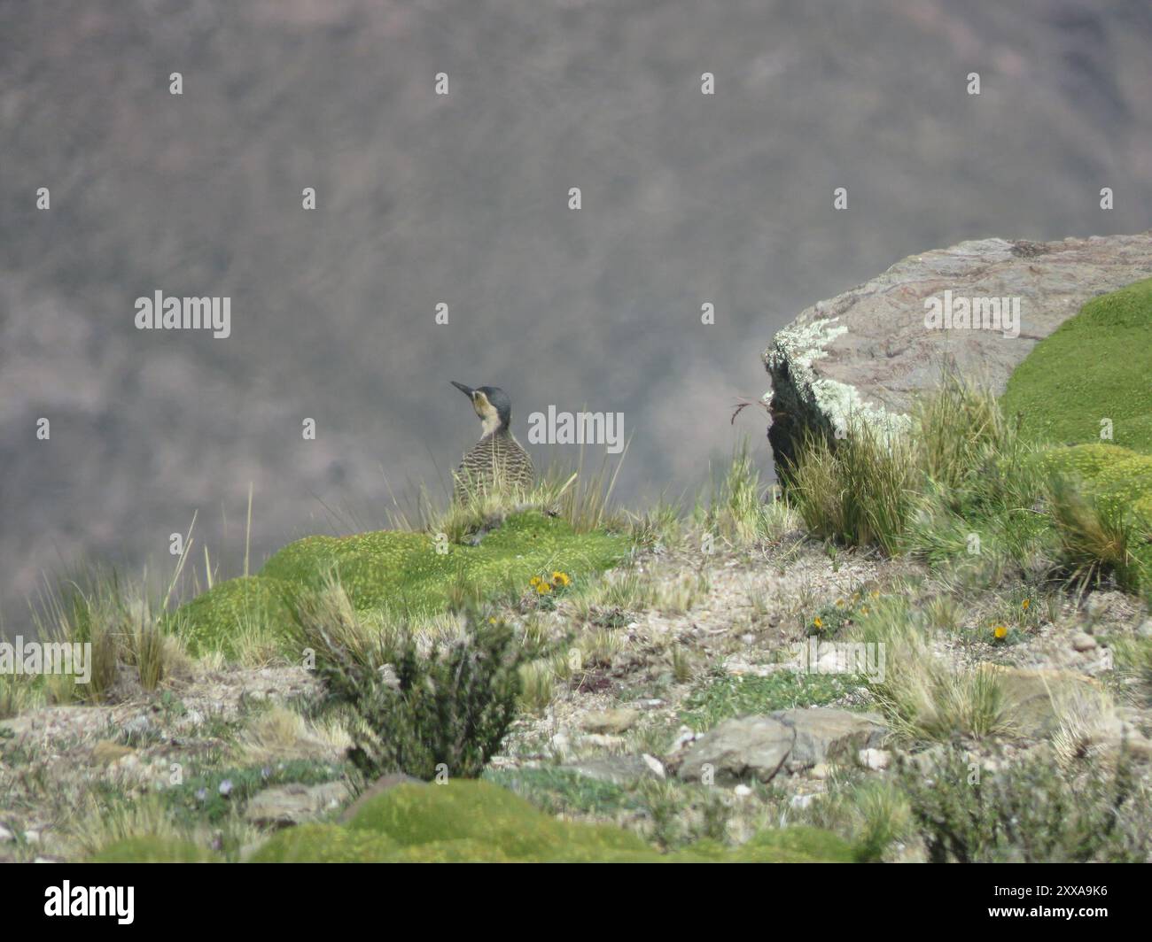 Andean Flicker (Colaptes rupicola) Aves Stock Photo - Alamy