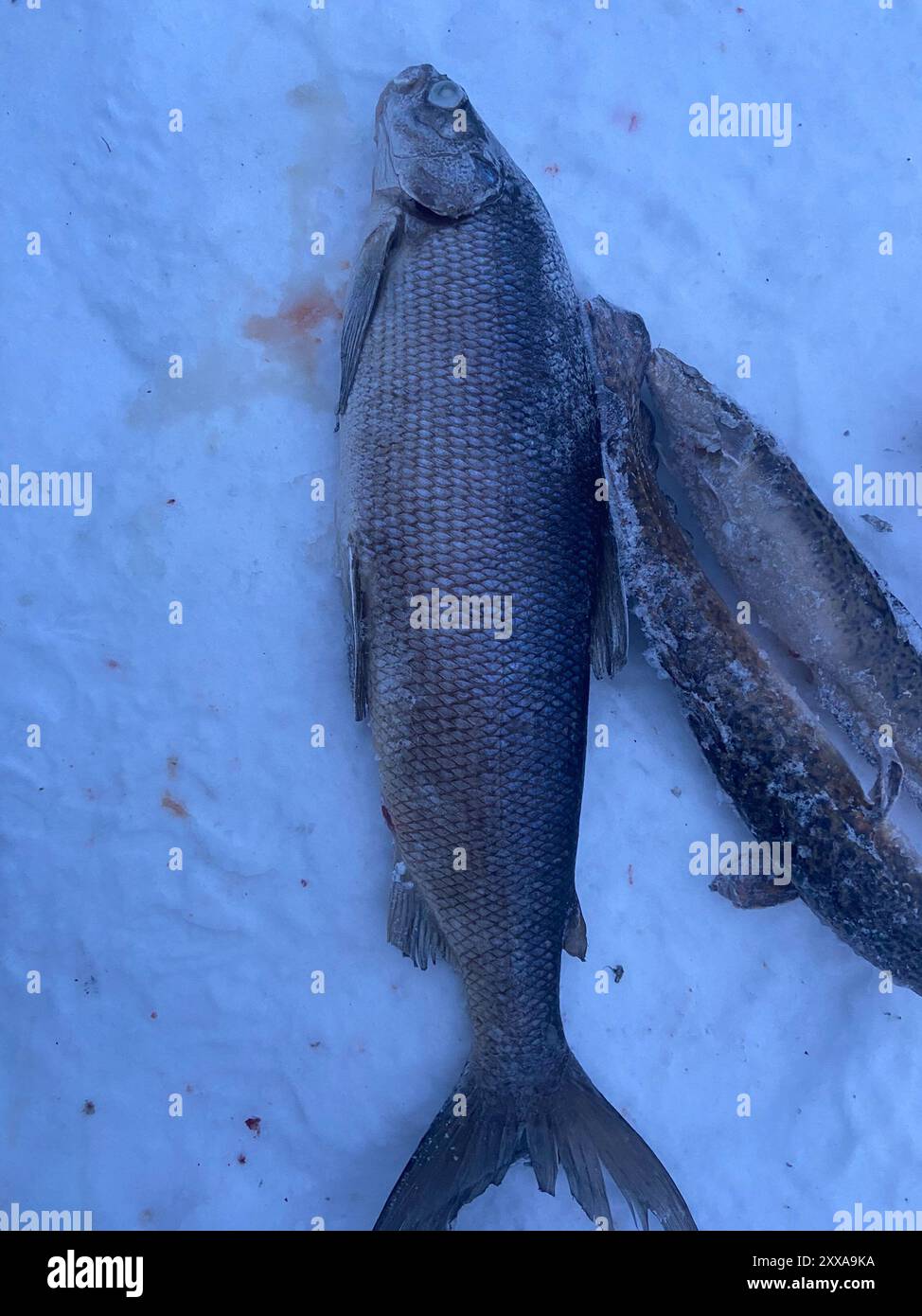 Lake Whitefish (Coregonus clupeaformis) Actinopterygii Stock Photo - Alamy