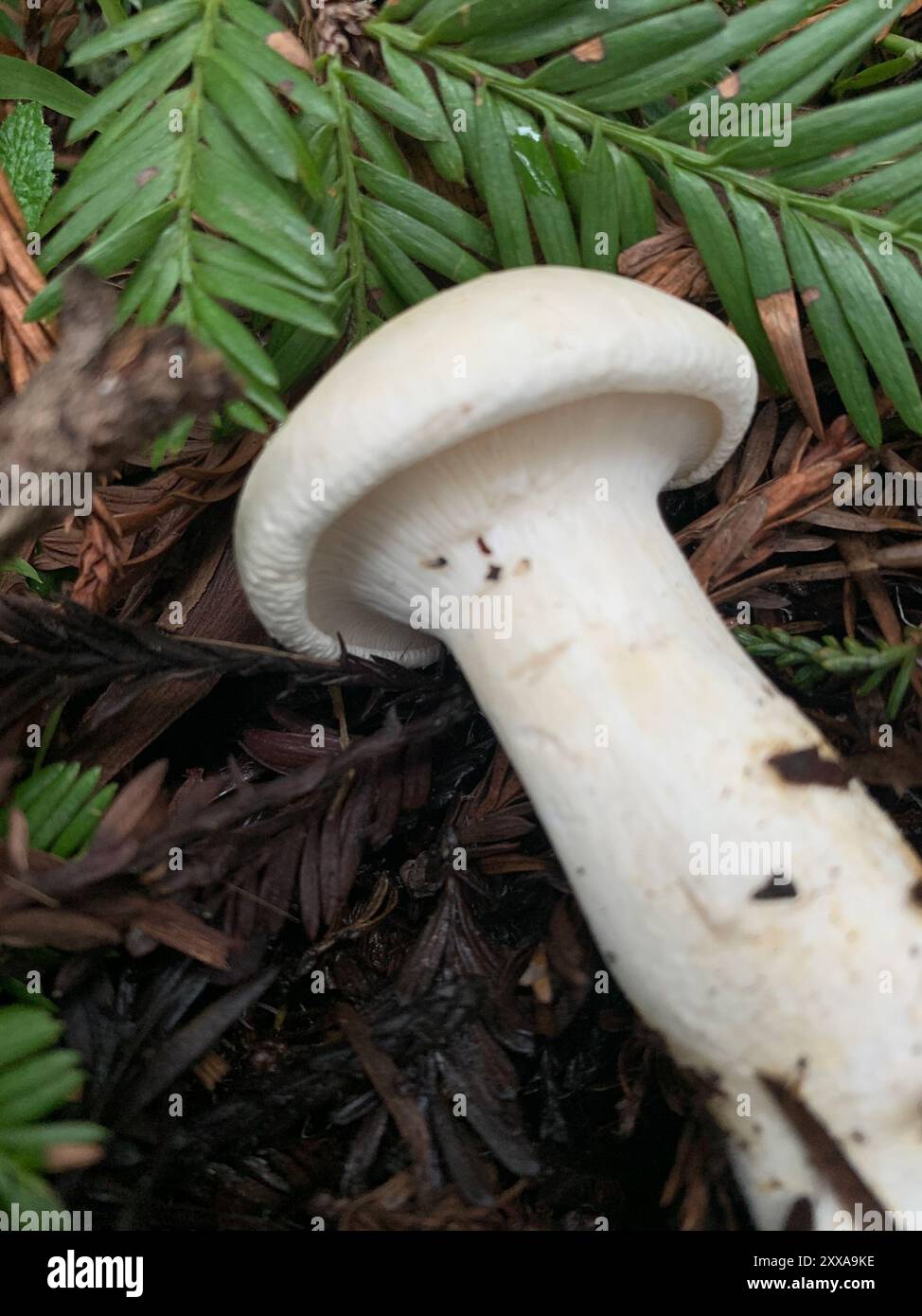 Large White Leucopax (Leucopaxillus albissimus) Fungi Stock Photo - Alamy