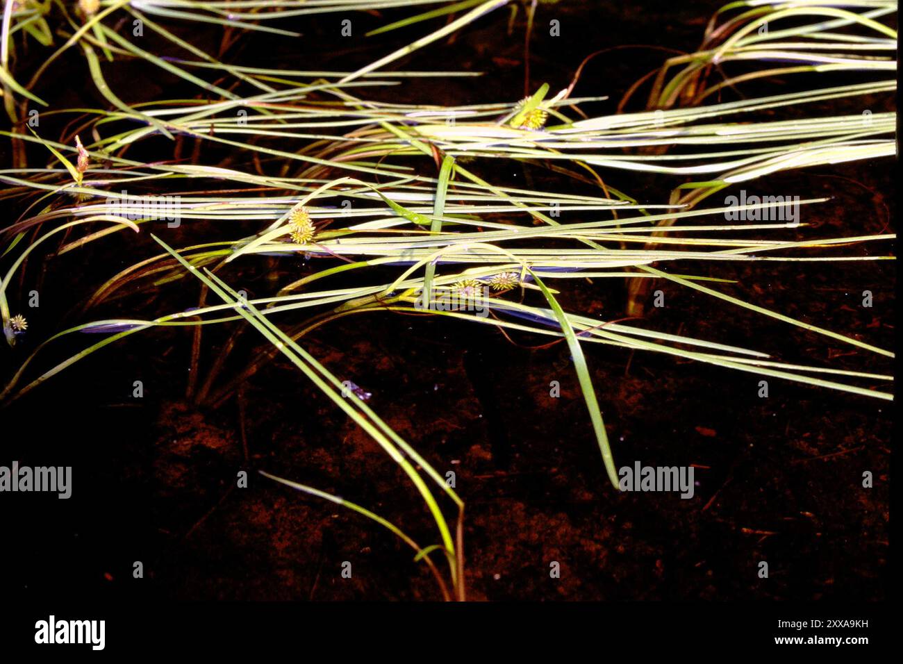 Floating Bur-reed (Sparganium fluctuans) Plantae Stock Photo - Alamy