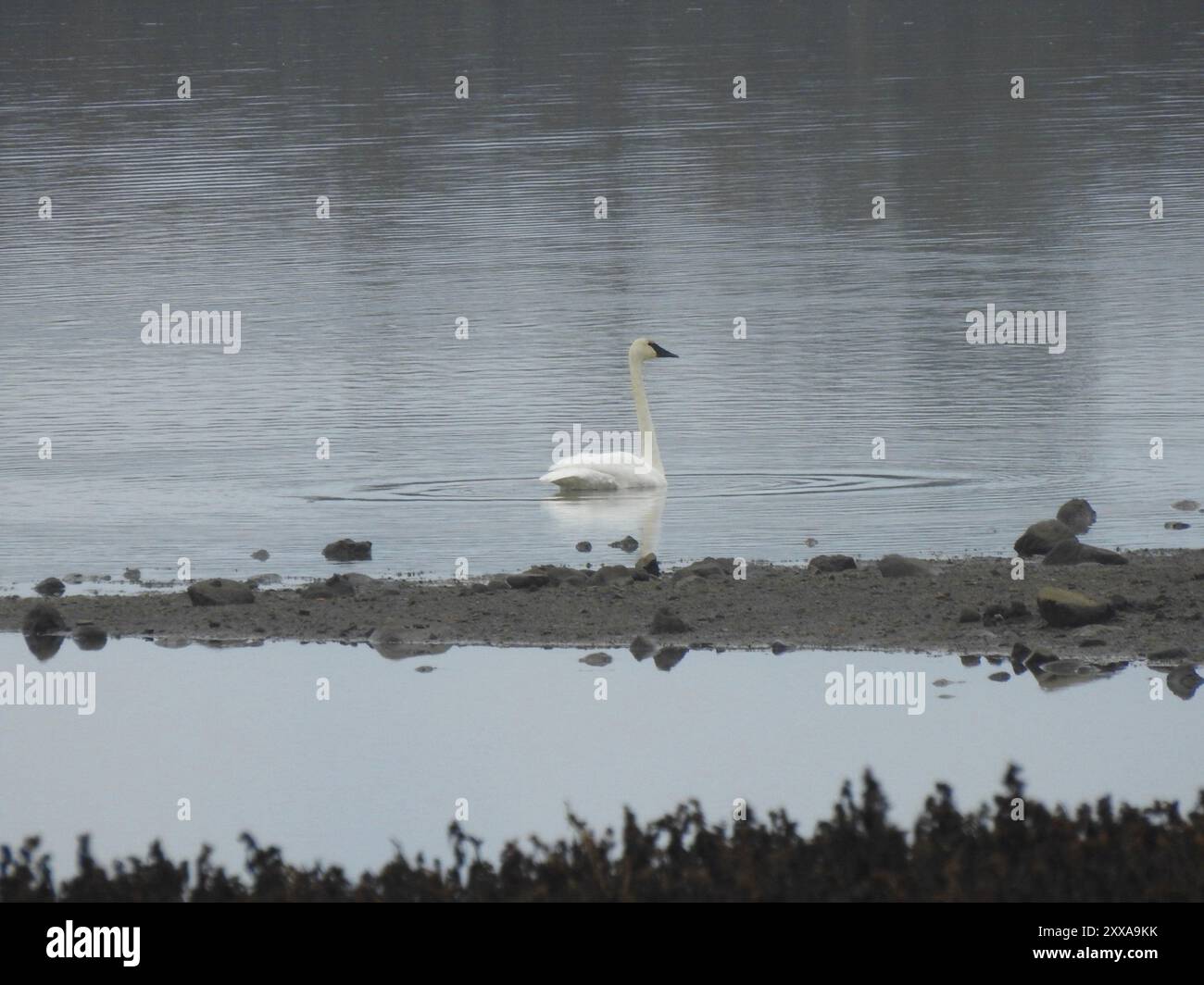 Trumpeter Swan (Cygnus buccinator) Aves Stock Photo - Alamy