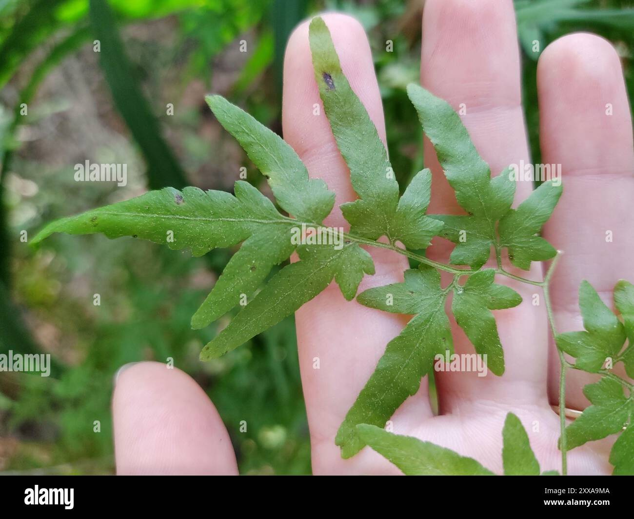 Japanese climbing fern (Lygodium japonicum) Plantae Stock Photo - Alamy