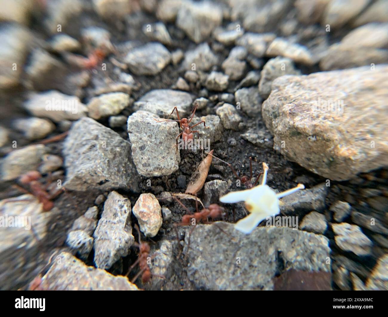 Colombian Leafcutter Ant (Atta colombica) Insecta Stock Photo - Alamy