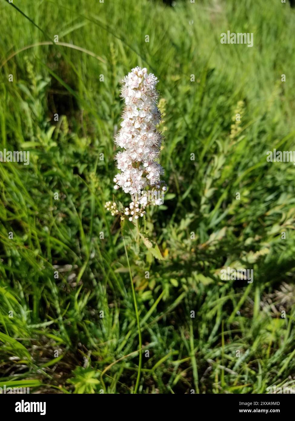 white meadowsweet (Spiraea alba) Plantae Stock Photo - Alamy