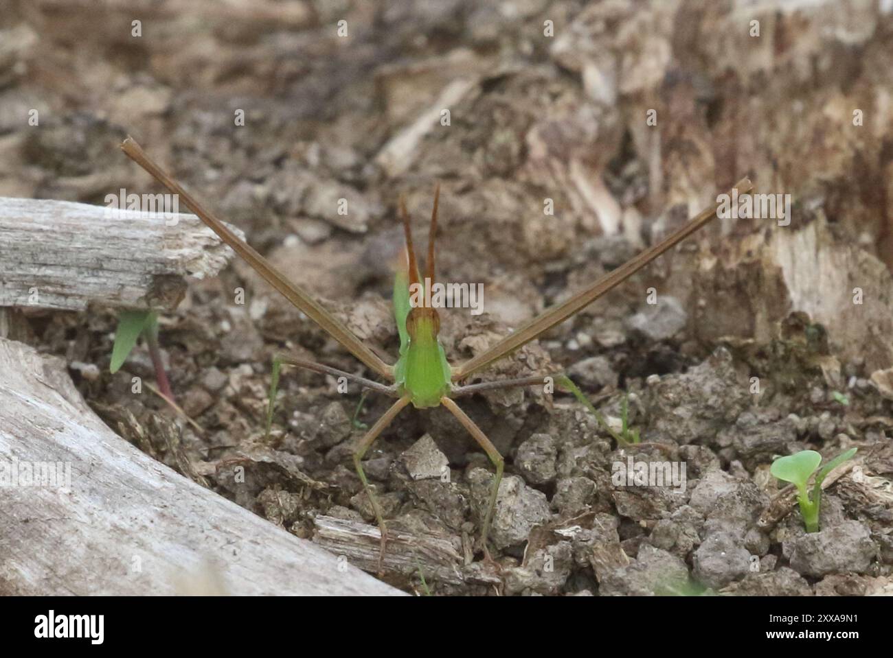 Giant Green Slantface (Acrida conica) Insecta Stock Photo - Alamy