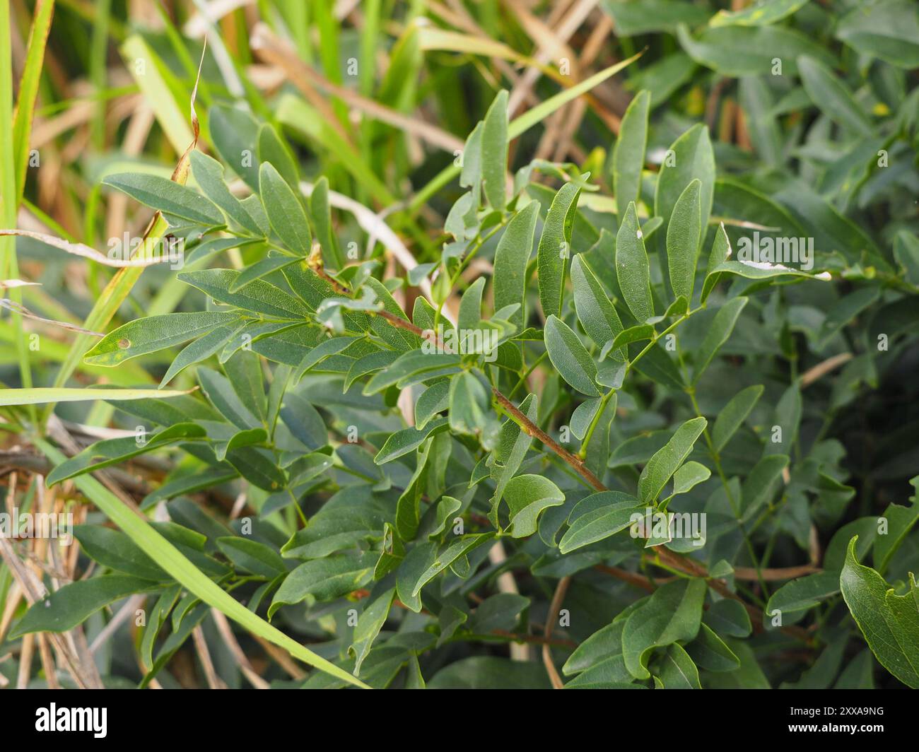 Evergreen Wisteria (Wisteriopsis reticulata) Plantae Stock Photo - Alamy