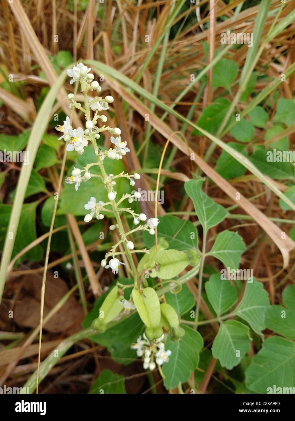 soapberry family (Sapindaceae) Plantae Stock Photo - Alamy