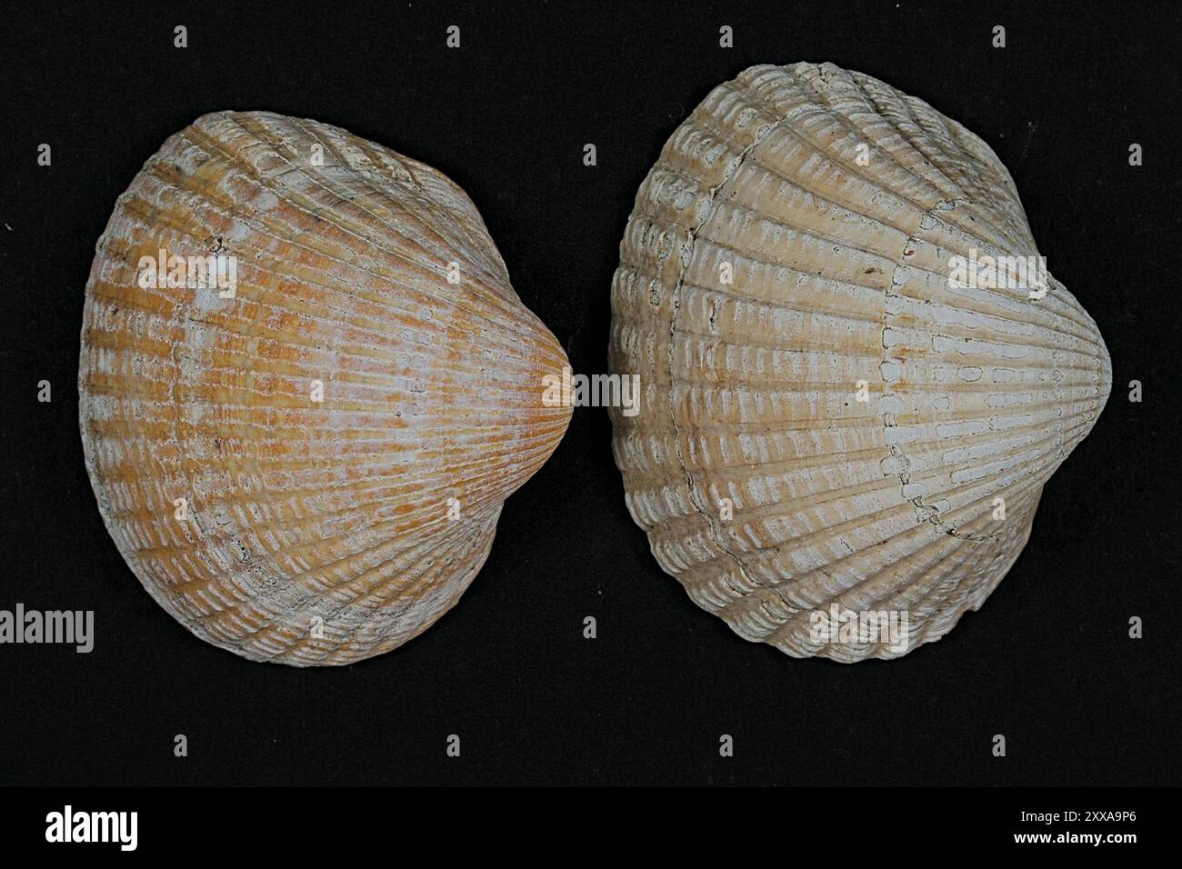 Common Cockle (Cerastoderma edule) Mollusca Stock Photo - Alamy