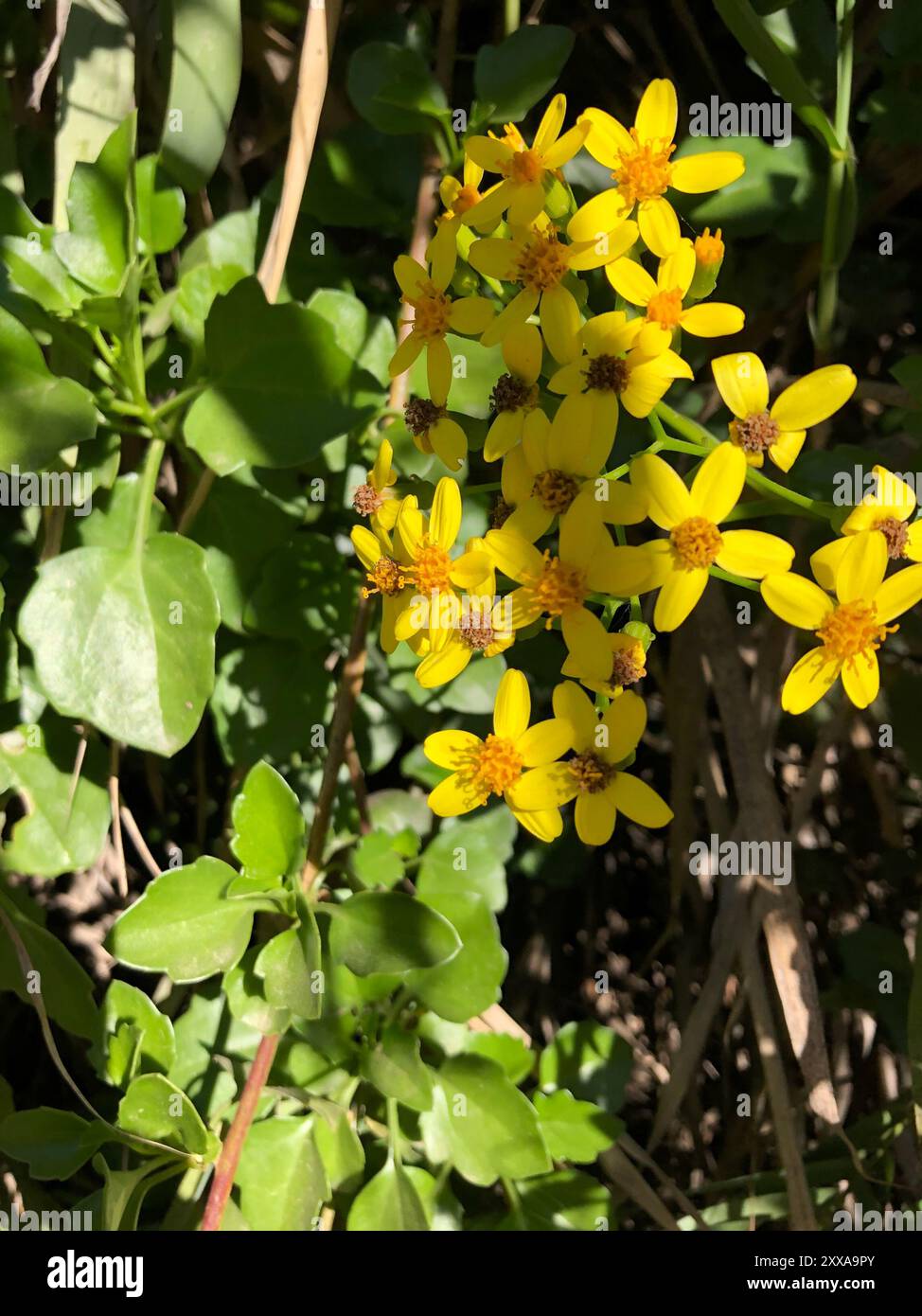 creeping groundsel (Senecio angulatus) Plantae Stock Photo - Alamy