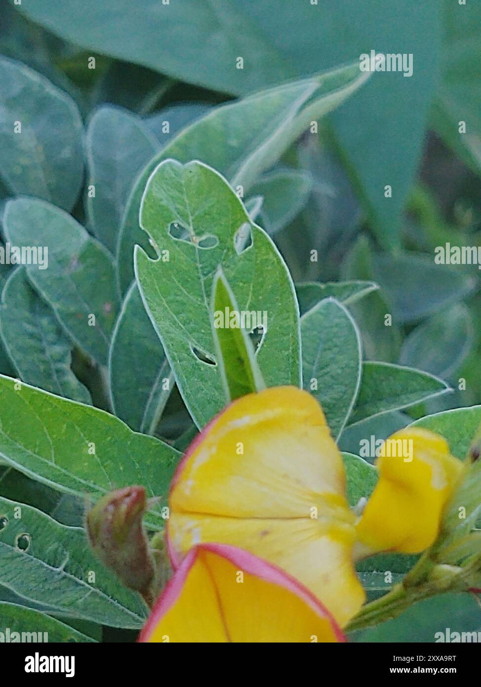 Pigeon Pea (Cajanus cajan) Plantae Stock Photo - Alamy