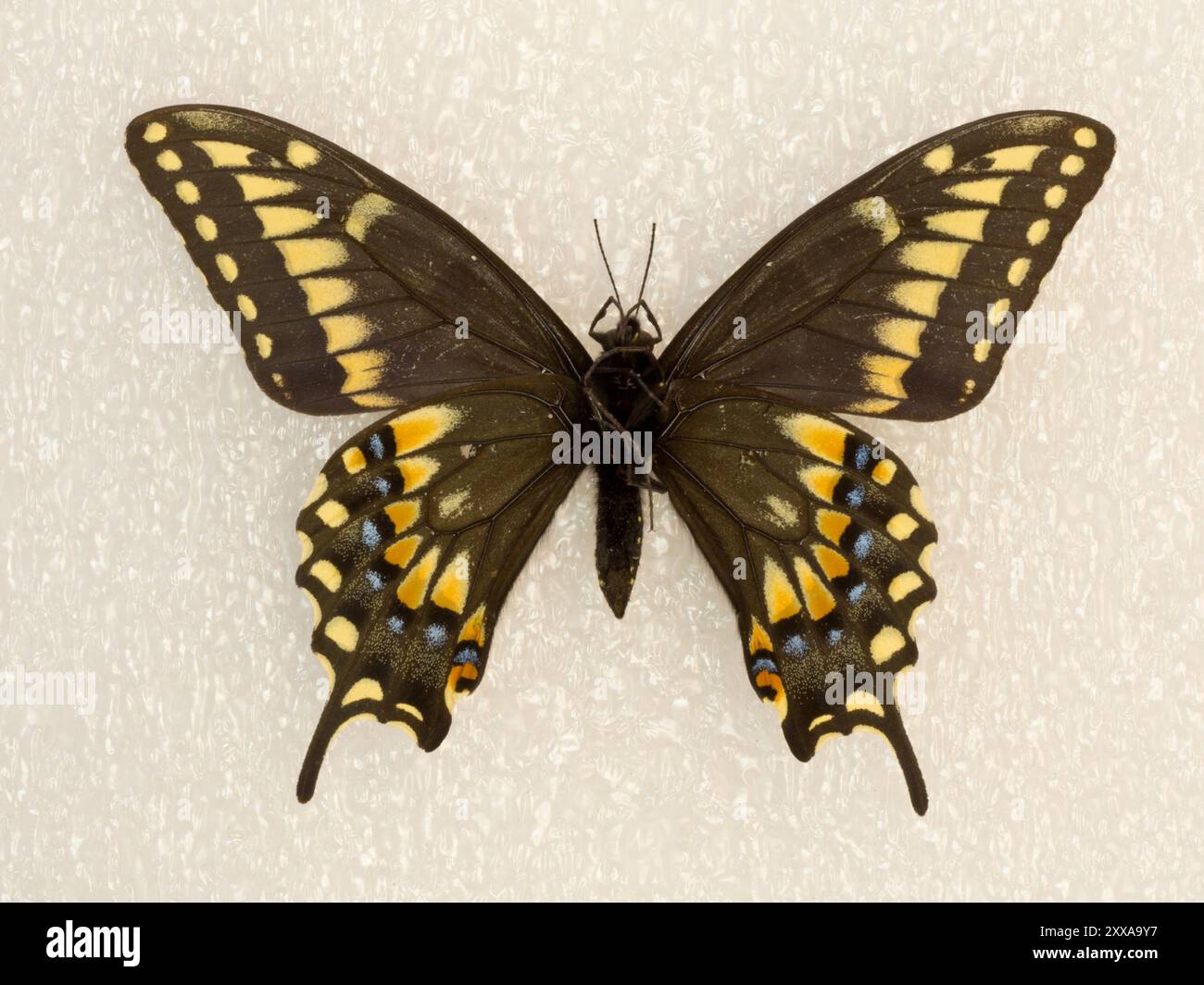 (Papilio bairdii bairdii) Insecta Stock Photo - Alamy