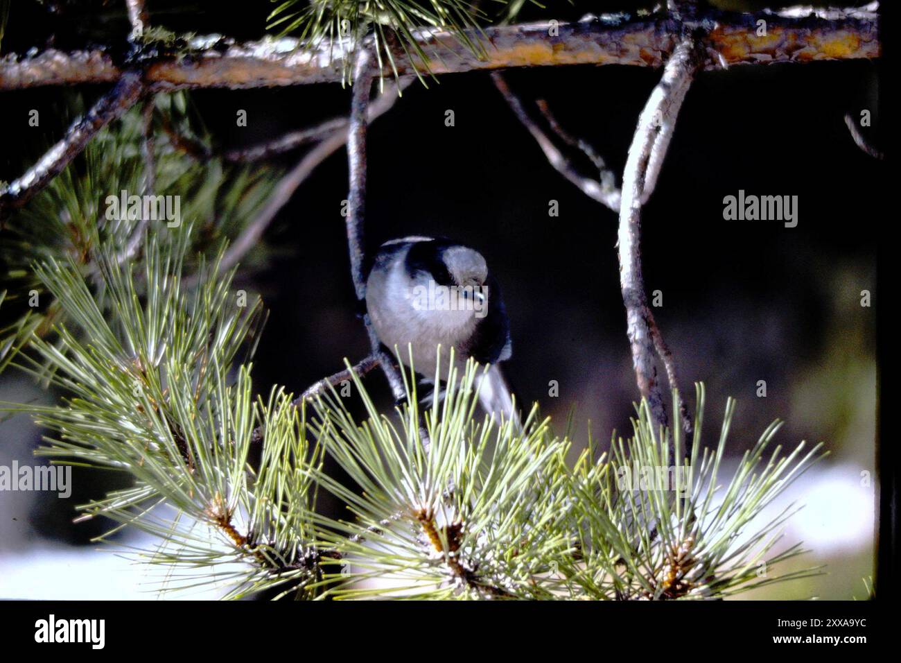 Canada Jay (Perisoreus canadensis) Aves Stock Photo - Alamy