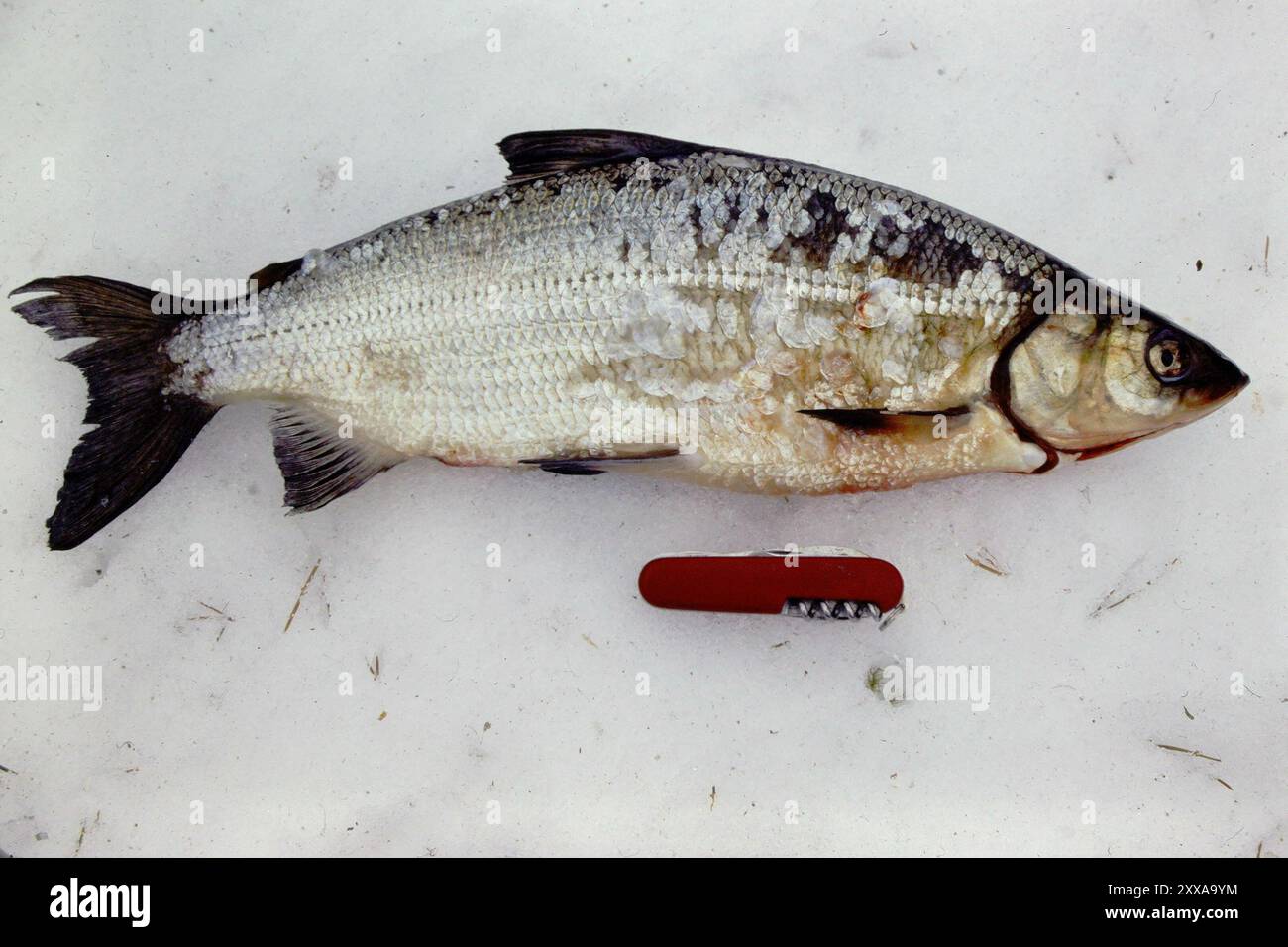 Cisco (Coregonus artedi) Actinopterygii Stock Photo - Alamy