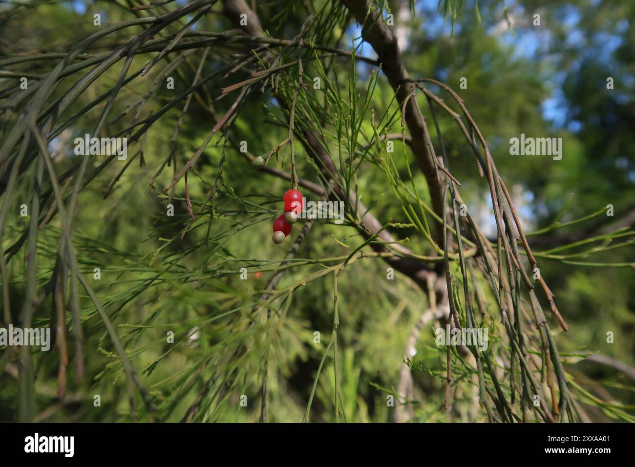 Cherry Ballart (Exocarpos cupressiformis) Plantae Stock Photo - Alamy
