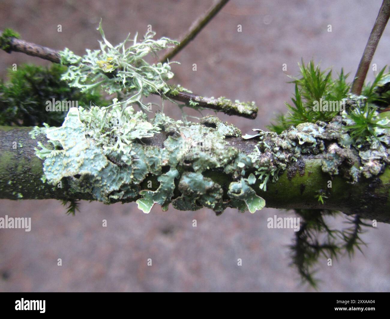 shield lichen (Parmelia sulcata) Fungi Stock Photo - Alamy