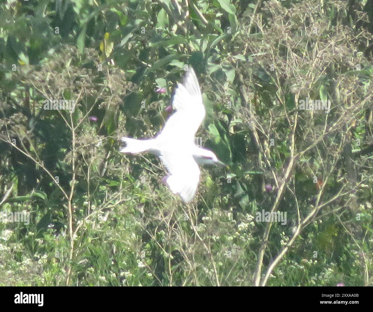 Snowy-crowned Tern (Sterna trudeaui) Aves Stock Photo - Alamy