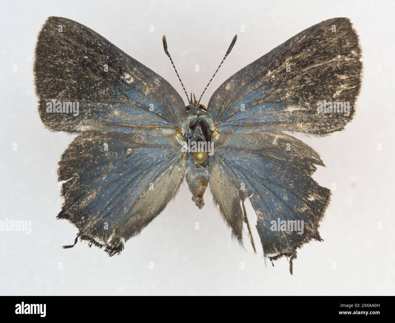Callophrys spinetorum hi-res stock photography and images - Alamy