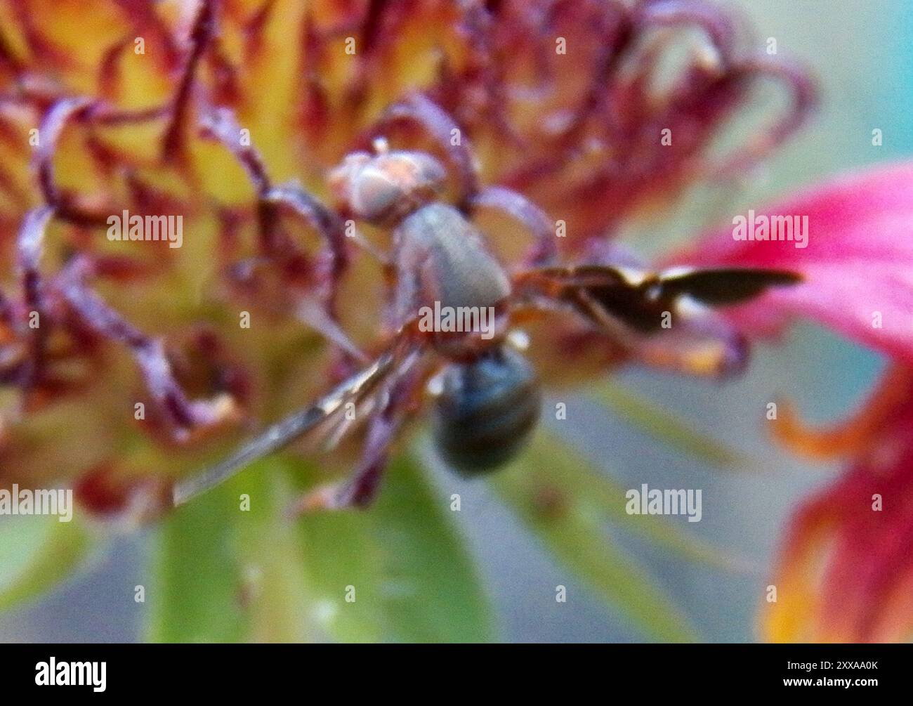 Common Picture-winged Fly (Delphinia picta) Insecta Stock Photo - Alamy