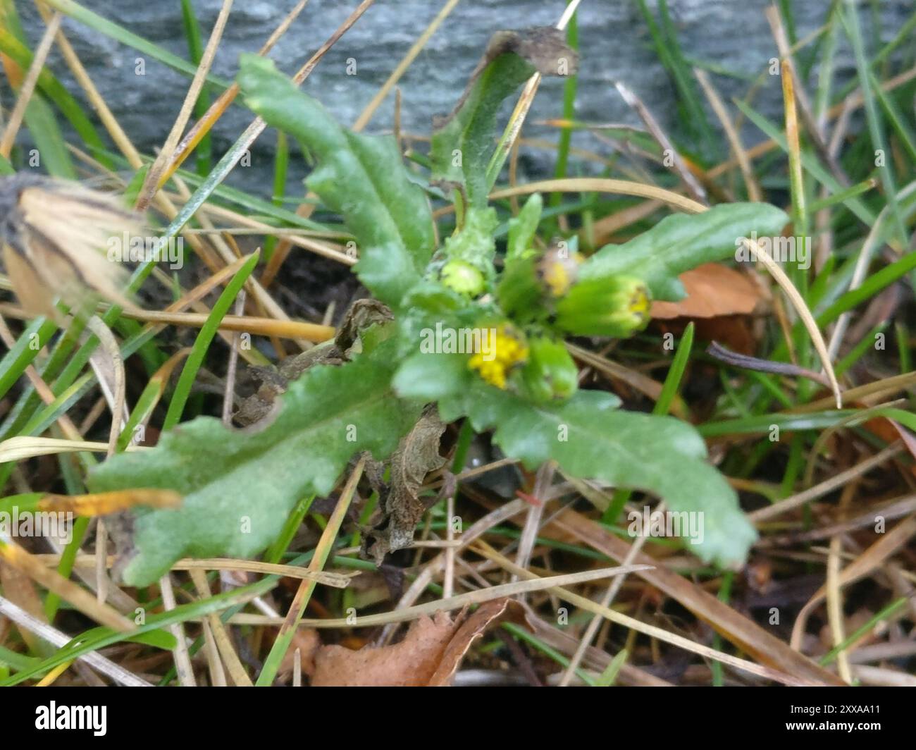 common groundsel (Senecio vulgaris) Plantae Stock Photo - Alamy