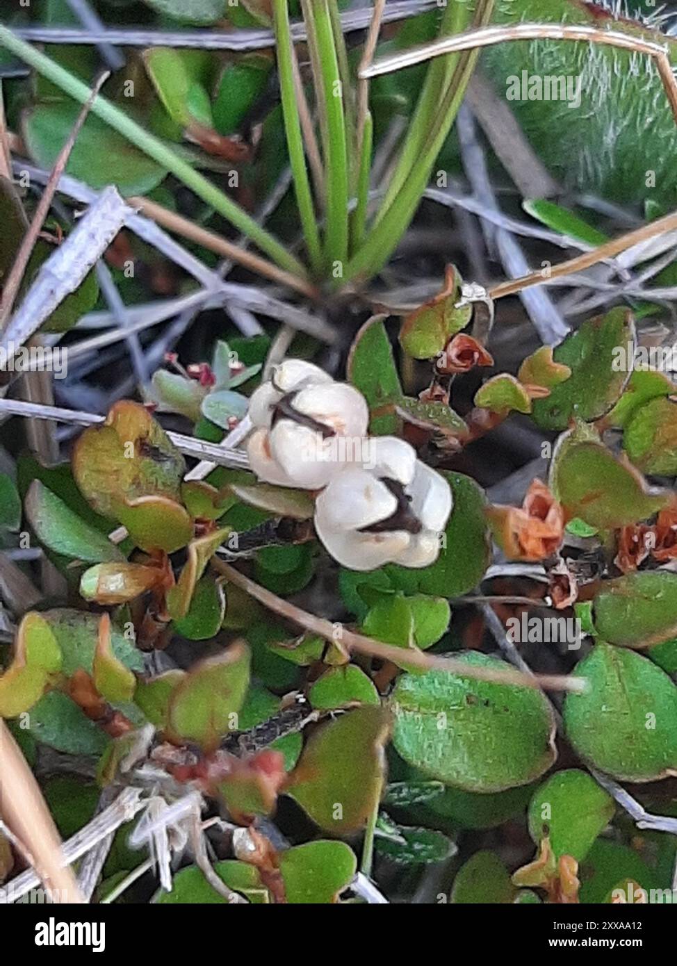 Creeping Wire Vine (Muehlenbeckia axillaris) Plantae Stock Photo - Alamy