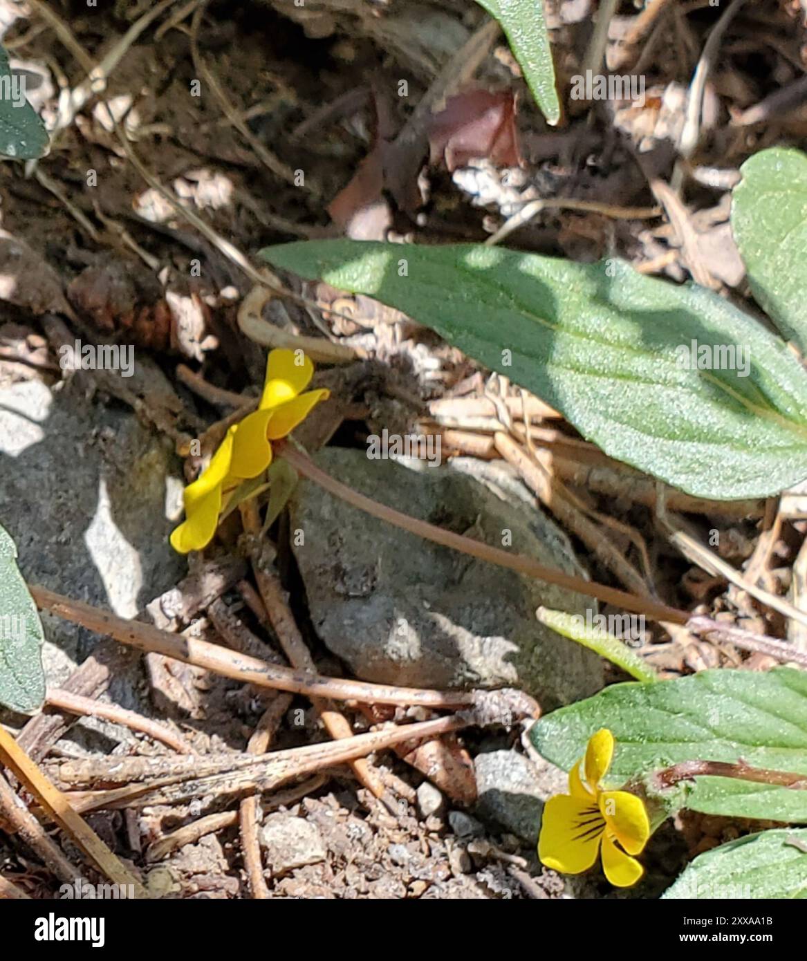 Goosefoot violet (Viola purpurea) Plantae Stock Photo - Alamy