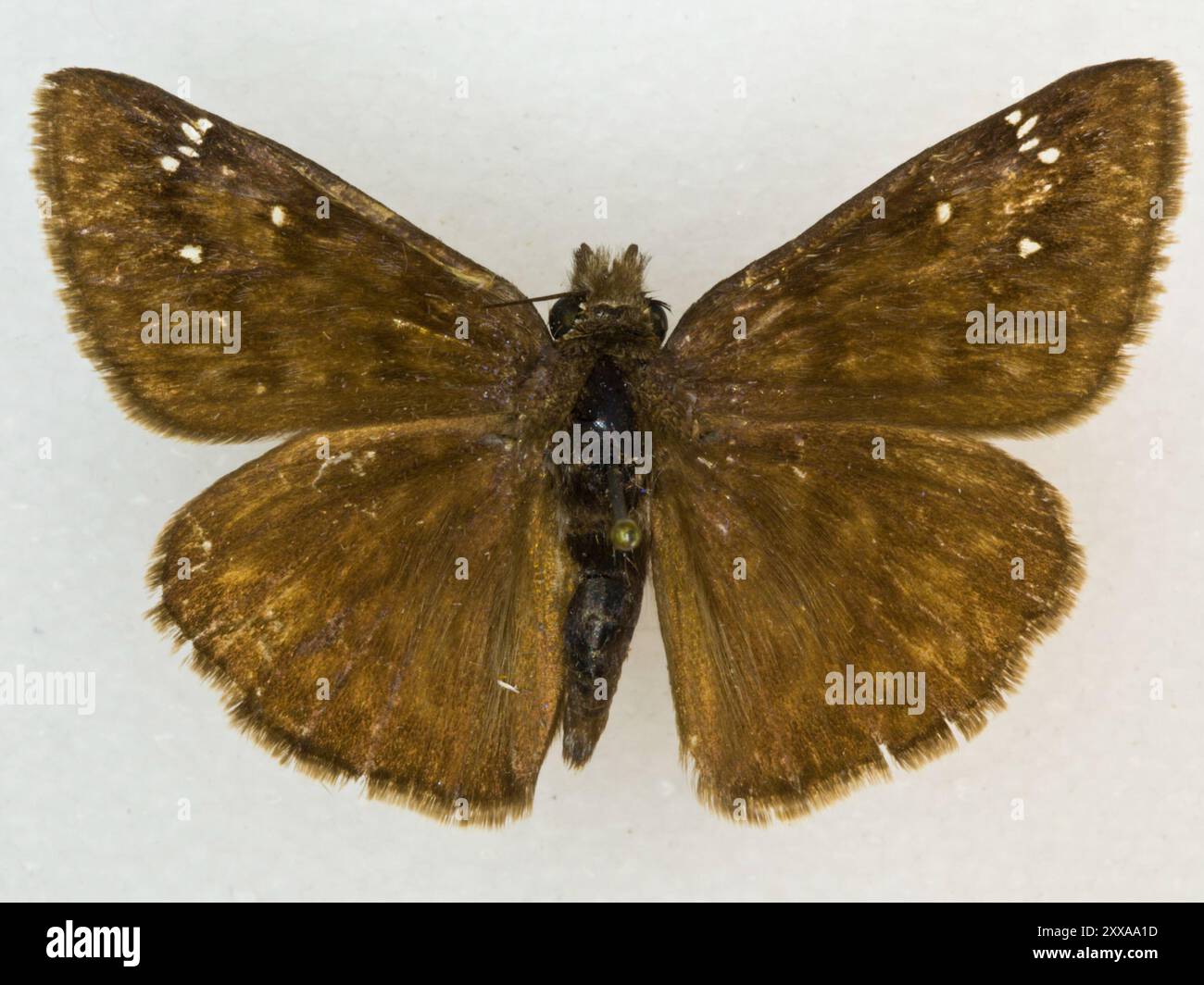 Meridian Duskywing (Erynnis meridianus) Insecta Stock Photo - Alamy