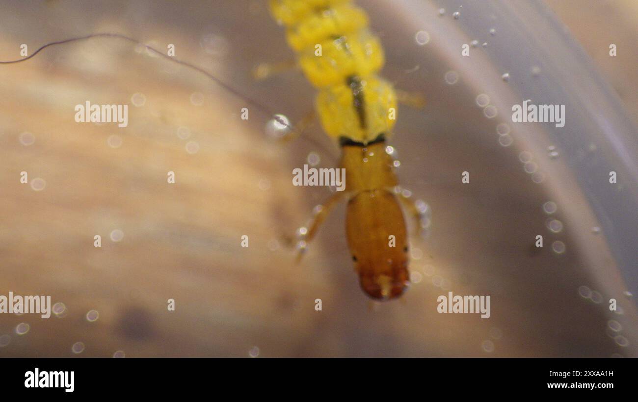 Little Black Caddisflies (Chimarra) Insecta Stock Photo - Alamy