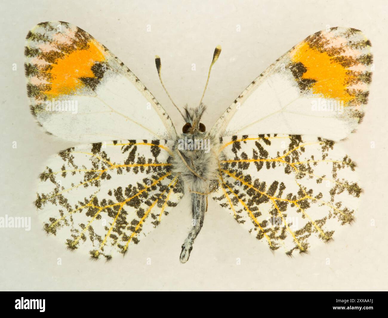 Southwestern Orangetip (Anthocharis thoosa) Insecta Stock Photo - Alamy