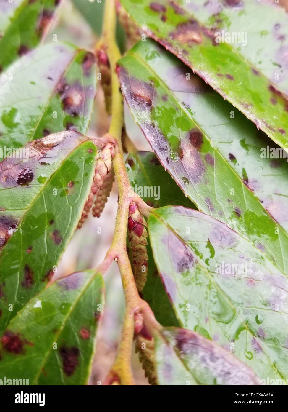 mountain doghobble (Leucothoe fontanesiana) Plantae Stock Photo - Alamy