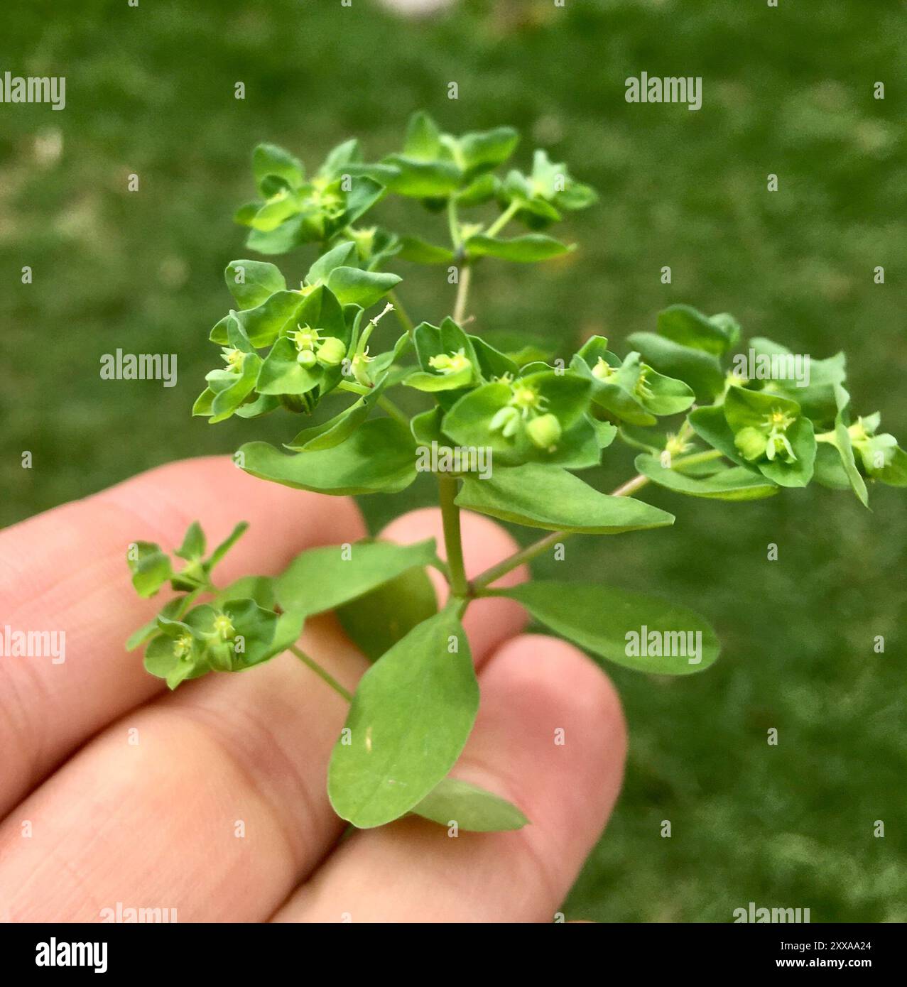 Petty Spurge (Euphorbia peplus) Plantae Stock Photo - Alamy