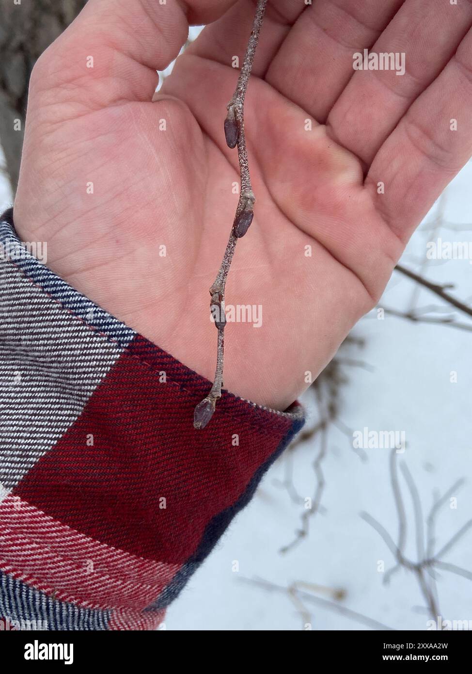 swamp alder (Alnus incana rugosa) Plantae Stock Photo - Alamy